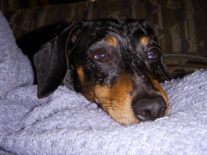 Midnight – A Dog’s Life – Once Upon a Willow