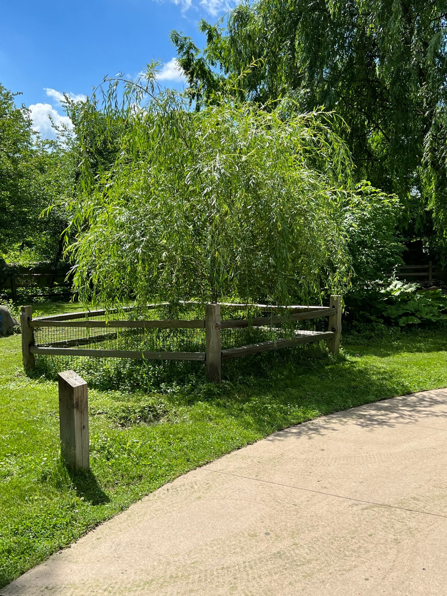 Watching for the Willows – Once Upon a Willow